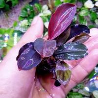 Jual Bucephalandra Pink Terlengkap & Terbaik - Harga Murah November 2022