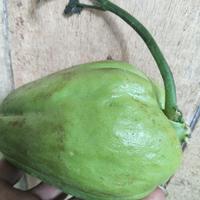 Jual Bibit Labu Siam Terbaik - Harga Murah Juni 2024 & Cicil 0%