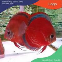 Jual Ikan Discus Satuan dan Paketan Harga Termurah Februari 2025