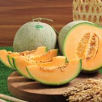 Jual Rock Melon Terdekat - Harga Murah & Grosir Juni 2024