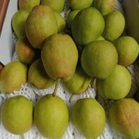 Jual Pear Xiang Lie Murah - Harga Terbaru 2024