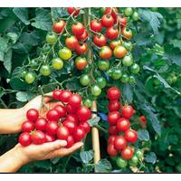 Jual Tomat Cherry Terdekat - Harga Murah & Grosir Maret 2025