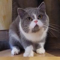 Jual Kucing Bsh Terlengkap & Terbaik - Harga Murah Maret 2025