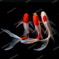 Jual Ikan Komet Slayer Terlengkap & Terbaik - Harga Murah Mei 2024