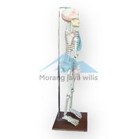 Jual Torso Manusia Murah - Harga Terbaru Mei 2024