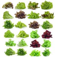 Selada Harga Termurah - Pilihan Favorit