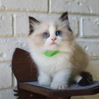 Jual Kucing Ragdoll Terlengkap & Terbaik - Harga Murah Mei 2024