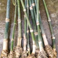 Jual Bibit Bambu Petung Terdekat - Harga Murah & Grosir Juni 2024