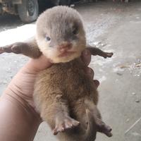 Otter Baby Harga Termurah - Kualitas Terbaik