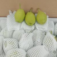 Jual Pear Xiang Lie Murah - Harga Terbaru 2024