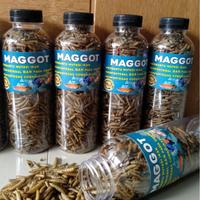 Jual Maggot Hidup Murah - Harga Terbaru 2025
