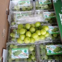 Jual Shine Muscat Anggur Murah - Harga Terbaru 2022