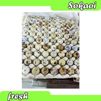 Jual Krat Telur Terdekat - Harga Murah & Grosir Juli 2025