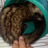 Musang Pandan Harga Termurah - Kualitas Terbaik