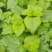 Jual Pohon Daun Matcho Terbaik - Harga Murah Juni 2024 & Cicil 0%