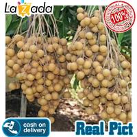 Jual Bibit Lengkeng New Kristal Terbaik - Harga Murah Juni 2024 & Cicil 0%