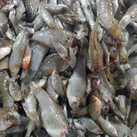 Jual Ikan Impun Terdekat - Harga Murah & Grosir Maret 2024