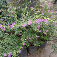 Jual Taiwan Beauty Tanaman Terbaik - Harga Murah Februari 2024 & Cicil 0%