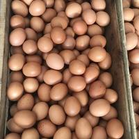Jual Telur Negeri 1Kg Terdekat - Harga Murah & Grosir Mei 2024