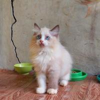 Jual Kucing Ragdoll Terlengkap & Terbaik - Harga Murah Juni 2024