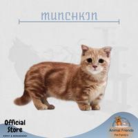 Kucing Munchkin Harga Termurah - Kualitas Terbaik