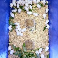 Jual Tikus Mencit Terlengkap & Terbaik - Harga Murah Maret 2024