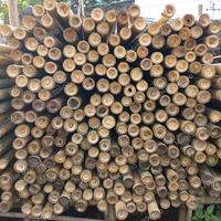 Jual Bambu Steger Terbaik - Harga Murah Juni 2024 & Cicil 0%