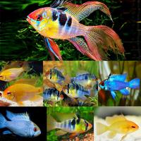 Jual Ikan Nemo Air Tawar Terlengkap & Terbaik - Harga Murah Mei 2024