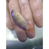 Ikan Betok Harga Termurah - Kualitas Terbaik