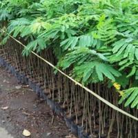 Jual Bibit Sengon Terbaik - Harga Murah April 2025 & Cicil 0%