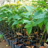 Jual Bibit Mahoni Terdekat - Harga Murah & Grosir Agustus 2025