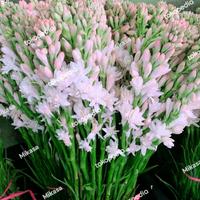 Jual Bunga Segar Terlengkap - Harga Murah & Grosir Juni 2025