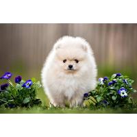 Mini Pom Anjing Harga Termurah - Kualitas Terbaik