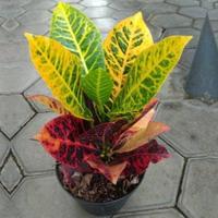 Jual Pohon Puring Terbaik - Harga Murah Maret 2025 & Cicil 0%