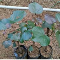 Jual Pohon Waru Merah Terbaik - Harga Murah Mei 2024 & Cicil 0%