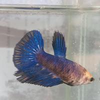 Jual Ikan Cupang Hm Terlengkap & Terbaik - Harga Murah Juni 2024