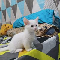 Kucing Munchkin Harga Termurah - Kualitas Terbaik