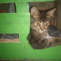 Jual Adopt Kucing Terlengkap & Terbaik - Harga Murah Mei 2024