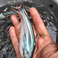 Jual Bibit Ikan Patin Terdekat - Harga Murah & Grosir Mei 2024