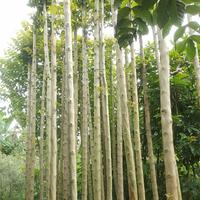 Jual Pohon Sepatu Dea Terlengkap - Harga Murah & Grosir Juni 2024