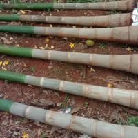 Jual Pohon Palem Raja Terbaik - Harga Murah Juni 2024 & Cicil 0%