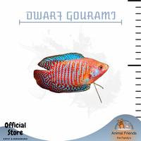 Jual Ikan Dwarf Gourami Satuan dan Paketan Harga Termurah Juni 2024