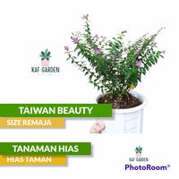 Jual Taiwan Beauty Tanaman Terbaik - Harga Murah Juni 2024 & Cicil 0%