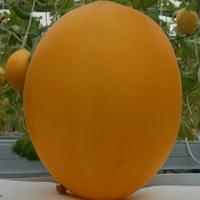 Jual Melon Golden Apollo Terdekat - Harga Murah & Grosir Maret 2024