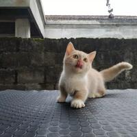 Kucing Munchkin Harga Termurah - Kualitas Terbaik