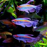 Jual Ikan Congo Tetra Terlengkap & Terbaik - Harga Murah Juni 2024