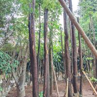 Jual Pulai Terbaik - Harga Murah April 2024 & Cicil 0%