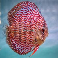 Jual Ikan Discus Satuan dan Paketan Harga Termurah Juni 2025