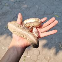 Jual Aneka Ular Ball Python Terlengkap - Harga Murah Mei 2024