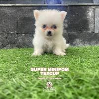 Mini Pom Anjing Harga Termurah - Kualitas Terbaik